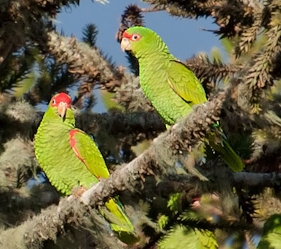 Red-spectacled Amazon Parrots Daily News