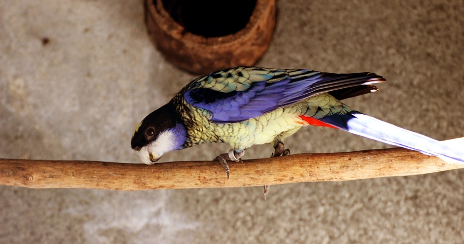 Breeding of the Northern Rosella. PART I Parrots Daily News