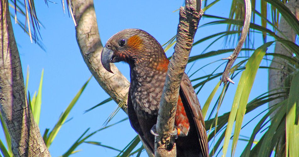 Kaka Parrot