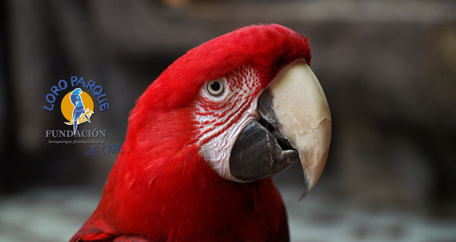 Feeding during winter at Loro Parque Fundación Parrots Daily News