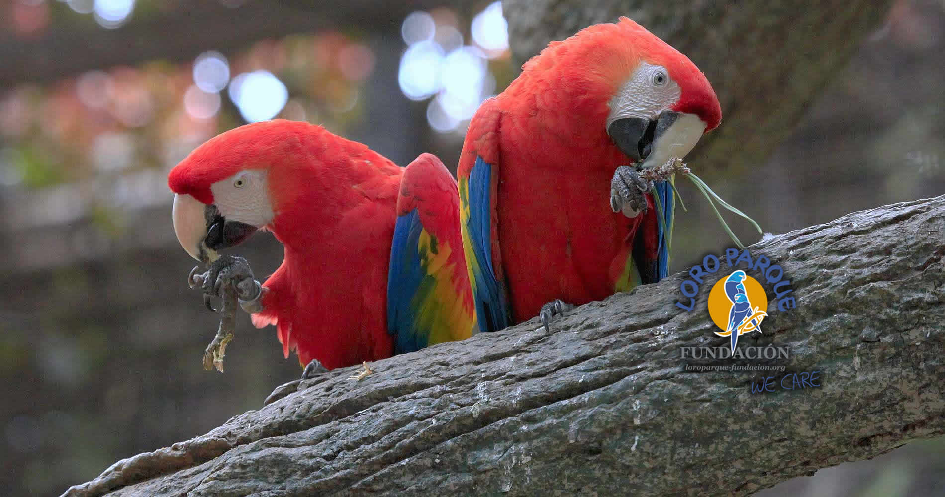 Beginning the year at Loro Parque Fundación Parrots Daily News